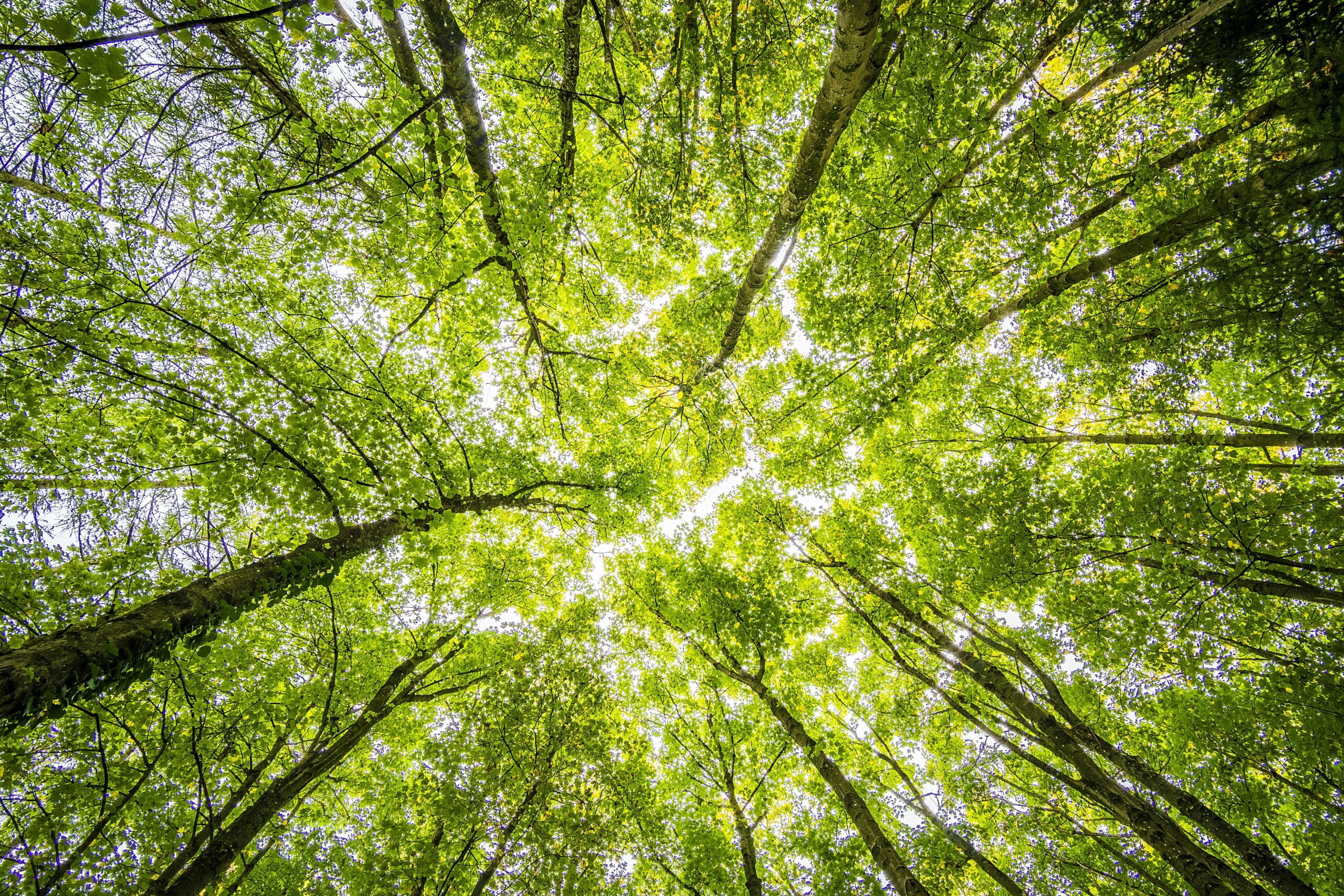 Metsä Board Updates Its Sustainability Targets - Packaging Impressions